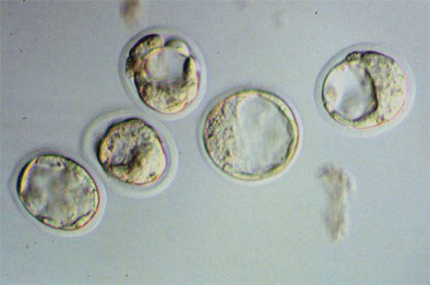 International Society for Transgenic Technologies - Images